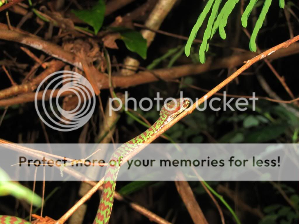 Good Times and Great Finds - Several Sweet Snakes - Field Herp Forum