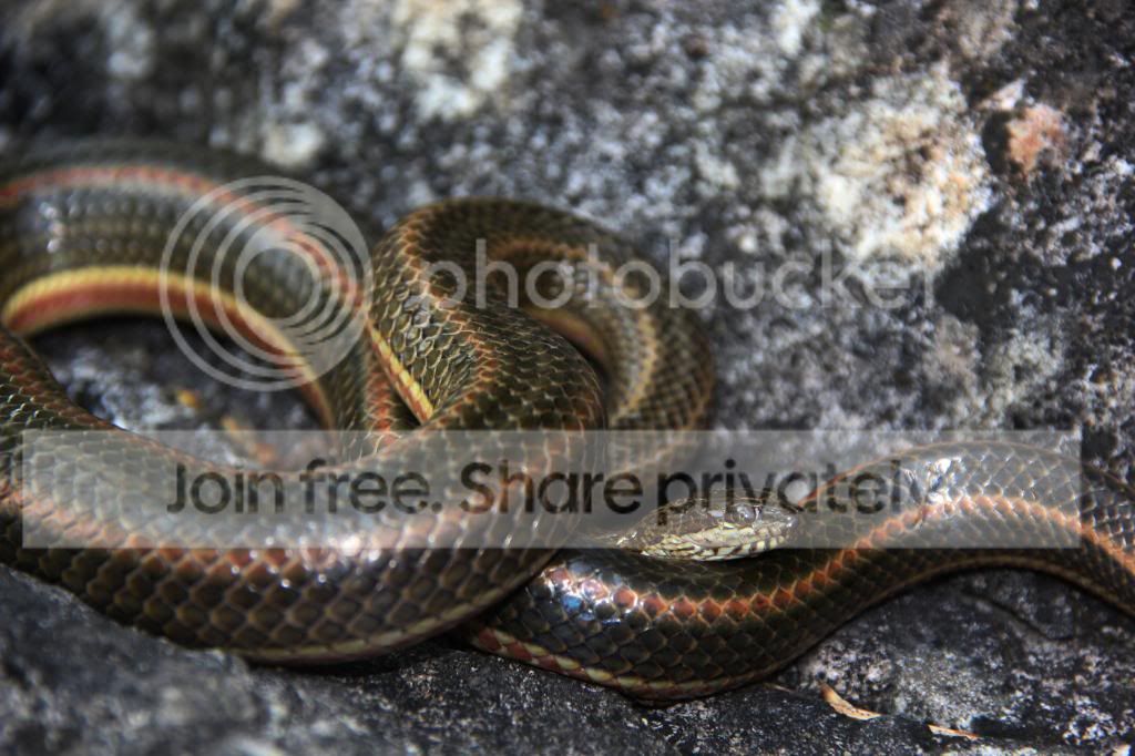 Kraits, Corals, Cat Snakes and much, much more! - Field Herp Forum