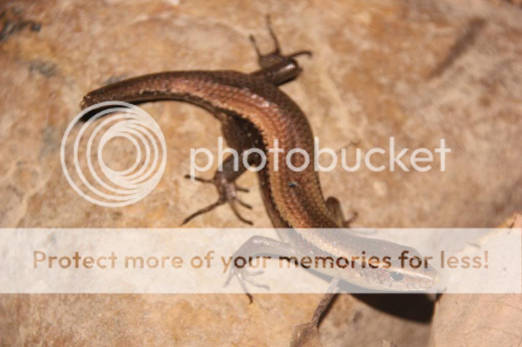 Kraits, Corals, Cat Snakes and much, much more! - Field Herp Forum