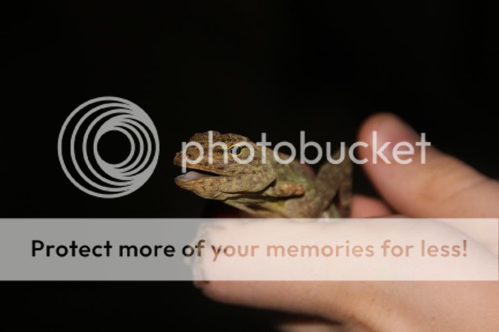 Kraits, Corals, Cat Snakes and much, much more! - Field Herp Forum