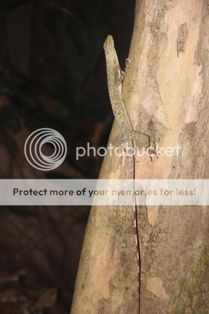 Kraits, Corals, Cat Snakes and much, much more! - Field Herp Forum