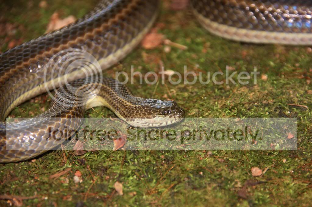 Five Fierce and Friendly Snakes of Trang City! - Field Herp Forum