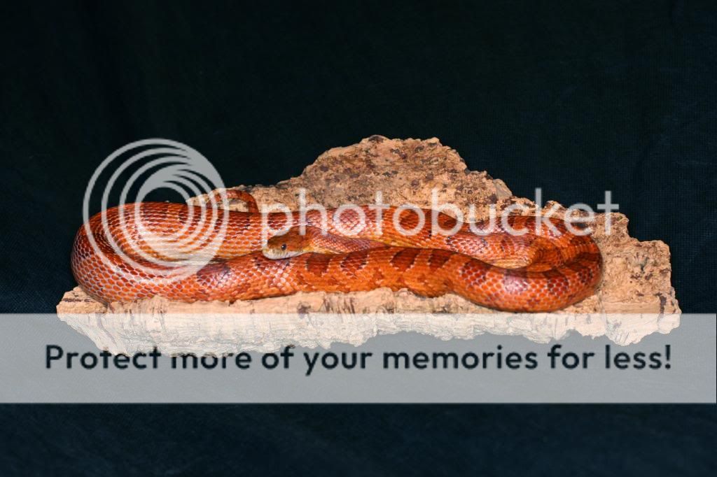 A bit of a snake photoshoot | Reptile Forums