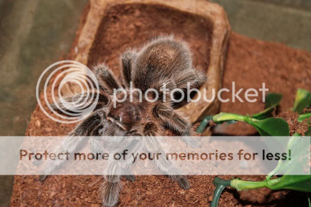 G. Porteri | Reptile Forums