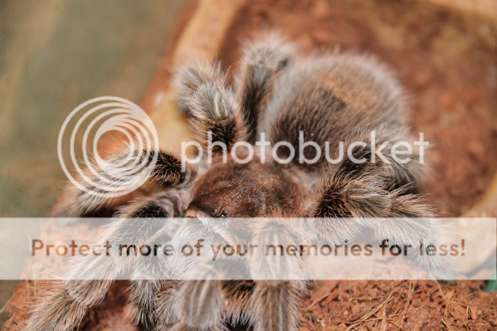 G. Porteri | Reptile Forums