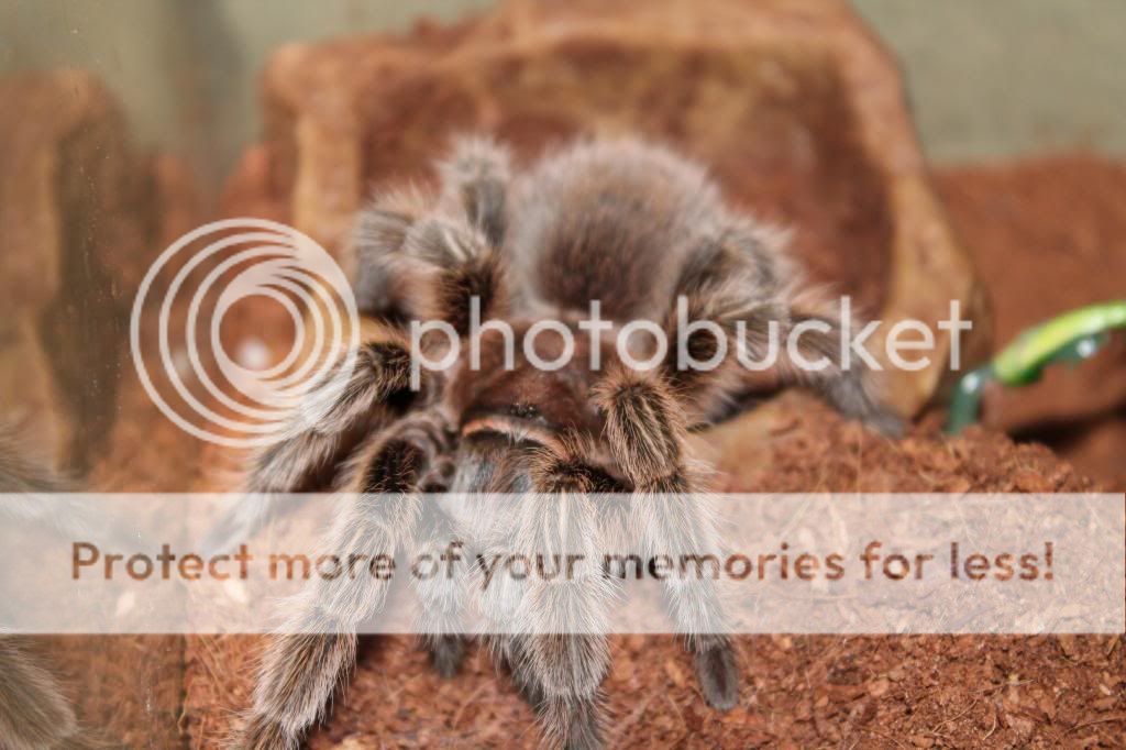 G. Porteri | Reptile Forums