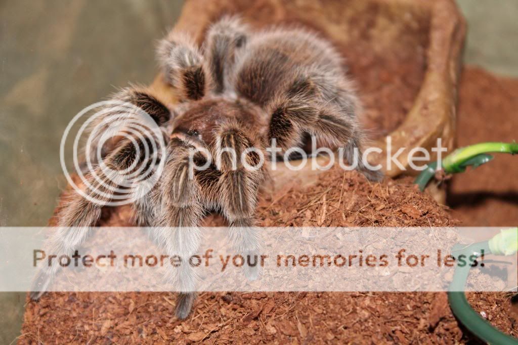 G. Porteri | Reptile Forums